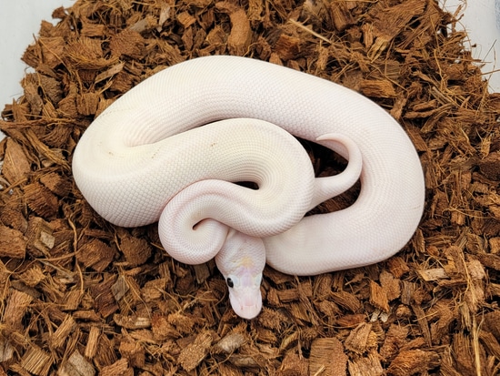 Pastel OD Ivory Ball Python by Morph Jungle