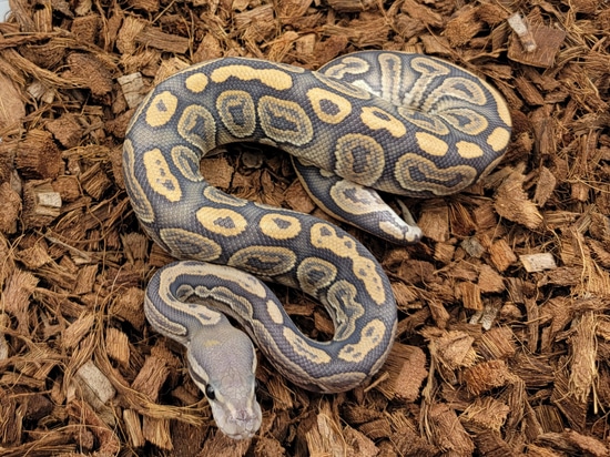 Huffman Hypo Ball Python by Morph Jungle