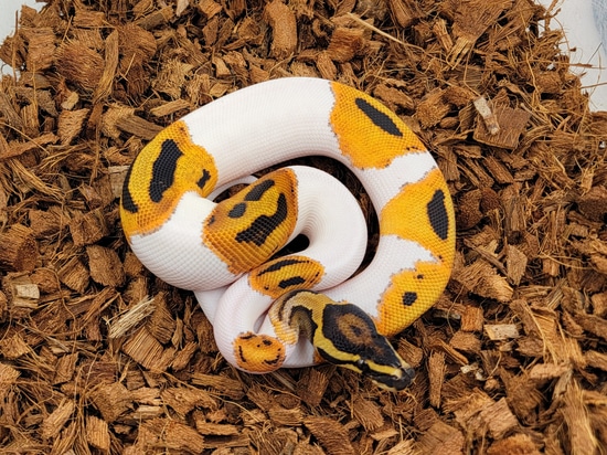 OD Pied Het Clown Ball Python by Morph Jungle