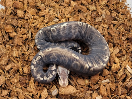 Pastel HRA Super GHI Het DG Ball Python by Morph Jungle