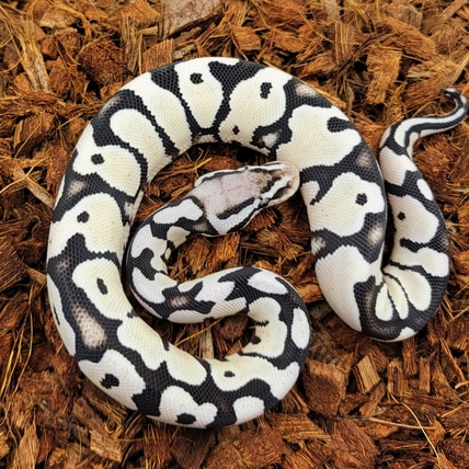 Morph Jungle - MorphMarket