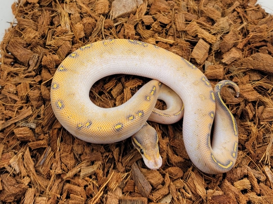 GHI Highway Ball Python by Morph Jungle