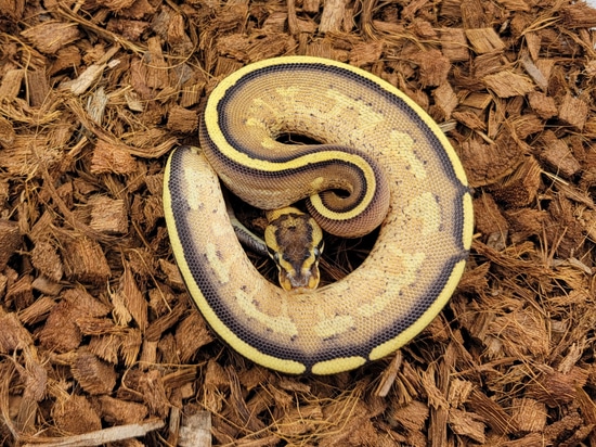Superstripe Het DG Ball Python by Morph Jungle