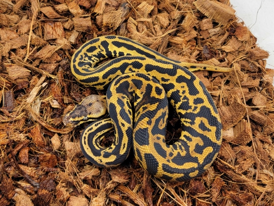 Pastel Leopard Acid YB Ball Python by Morph Jungle