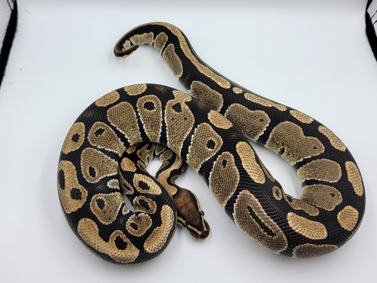 DH Sunset DG Ball Python by Morph Jungle