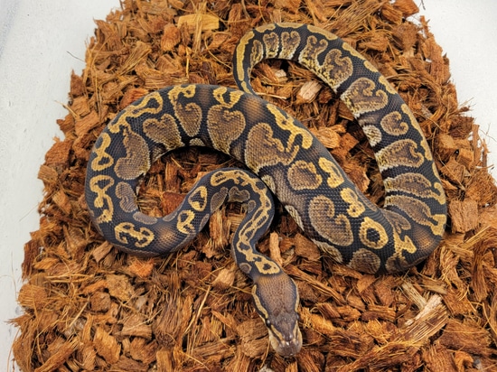 GHI DH Sunset Ultramel Ball Python by Morph Jungle