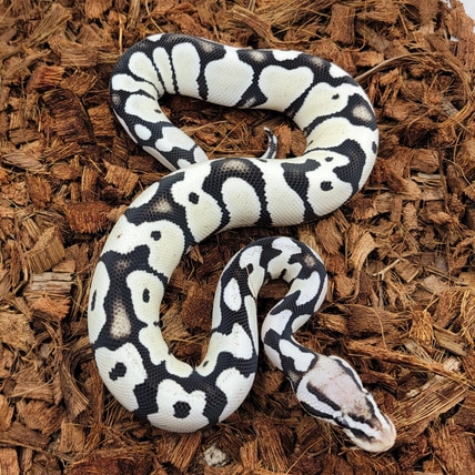 Morph Jungle - MorphMarket