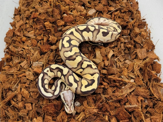 Pastel Calico Het Sunset Ball Python by Morph Jungle