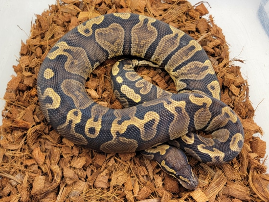 GHI DH Sunset DG Ball Python by Morph Jungle