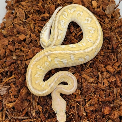 Morph Jungle - MorphMarket