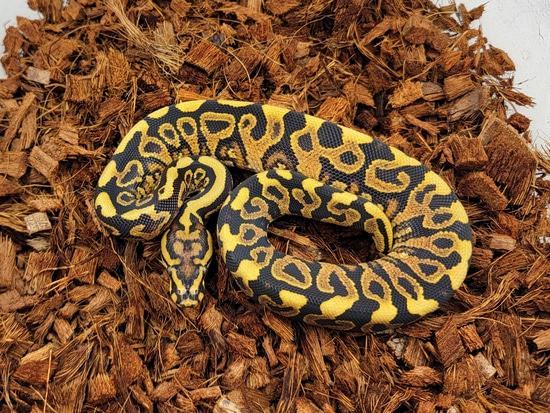Spotnose YB TH Hypo Puzzle Clown Ball Python by Morph Jungle