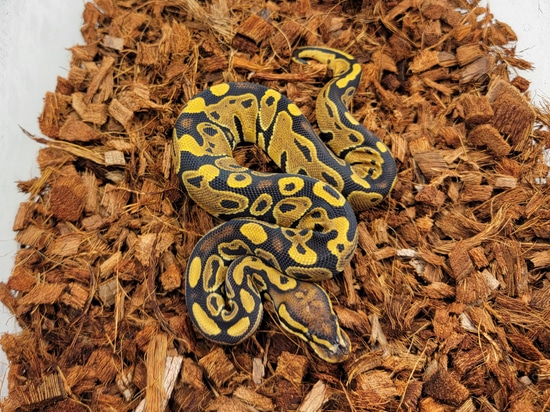 TH Hypo Puzzle Sunset Ball Python by Morph Jungle
