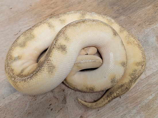 Firefly Champagne Acid Ball Python by Morph Jungle