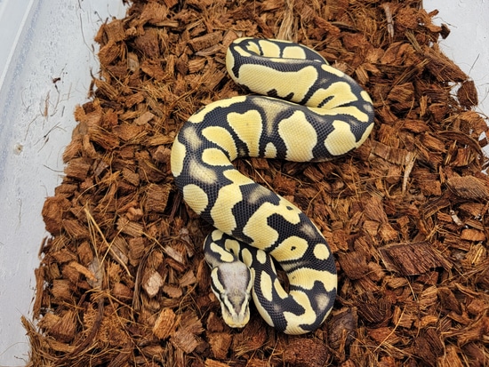 Chocolate Pastel DG DH VPI Axanthic Hypo Ball Python by Morph Jungle