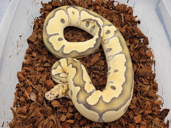 DG Clown Het Hypo Ball Python by Morph Jungle
