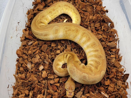 Sunset Clown Ball Python by Morph Jungle