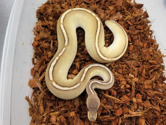 Cinnamon Mojave Cypress Freeway Het Clown Ball Python by Morph Jungle