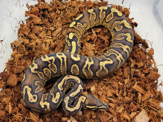 GHI YB DH Sunset Ultramel Ball Python by Morph Jungle