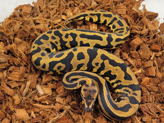 Leopard Acid YB Ball Python by Morph Jungle