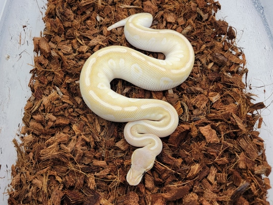 Crystal Pos Cypress, YB Het Clown Ball Python by Morph Jungle