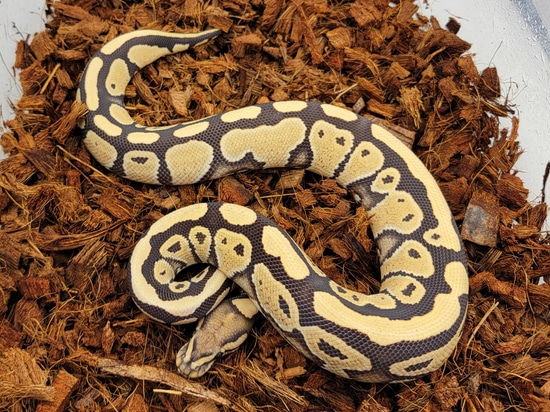 DG Specter Ball Python by Morph Jungle