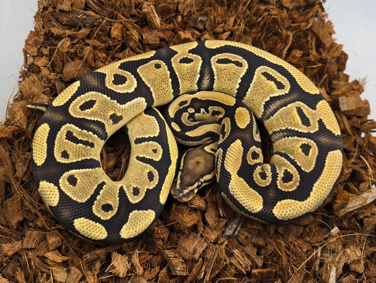 Fire DH Sunset Pied Ball Python by Morph Jungle