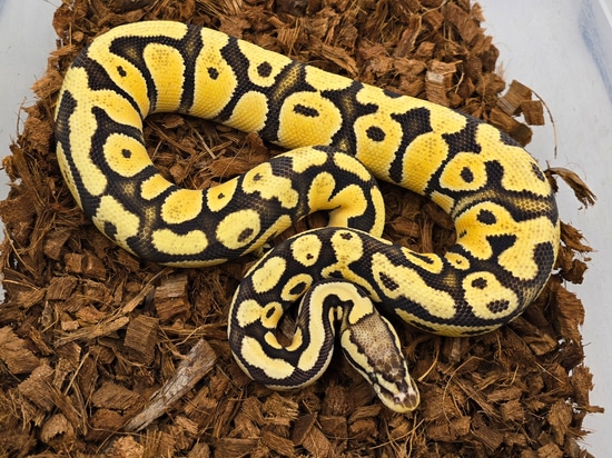 Firefly DH Sunset Clown Ball Python by Morph Jungle