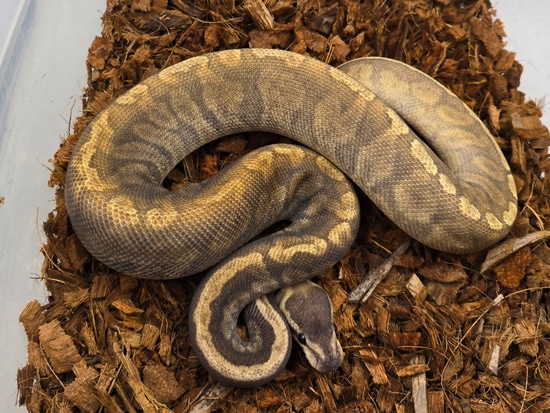 GHI Fire Sunset Ball Python by Morph Jungle