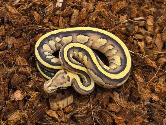 Super Specter DG Ball Python by Morph Jungle