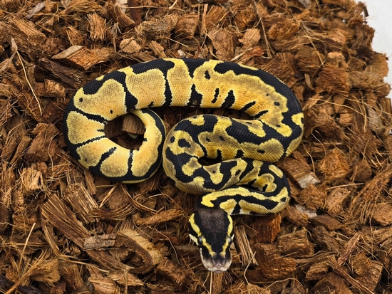 Pastel DH DG VPI Axanthic Ball Python by Morph Jungle