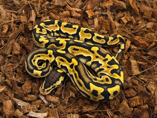 Pastel Puzzle Pos Chocolate Het Hypo Ball Python by Morph Jungle