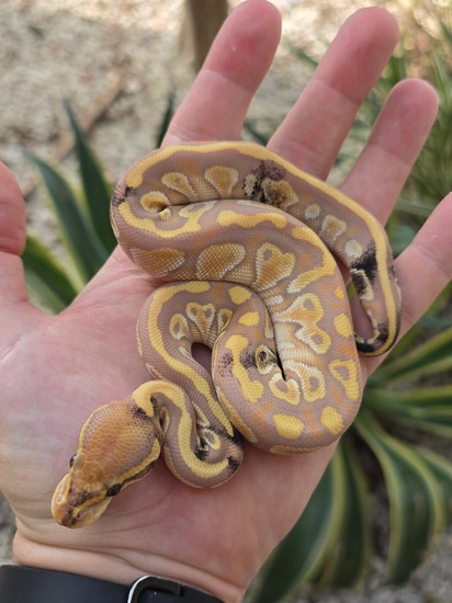 Paradox Lesser Ultramel Ball Python by Morph Jungle