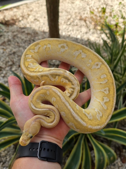 Cypress Spotnose Fire Mojave YB Clown Ball Python by Morph Jungle