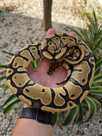 Fire DH Sunset DG Ball Python by Morph Jungle