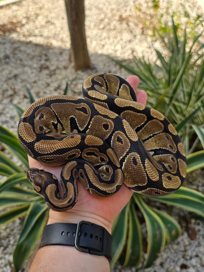 DH Sunset DG Ball Python by Morph Jungle