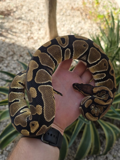 DH Sunset DG Ball Python by Morph Jungle
