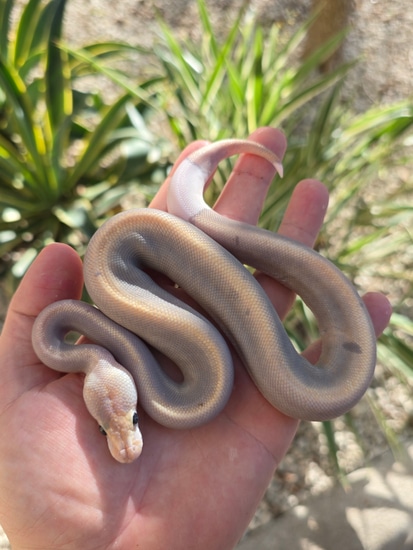 GHI Mojave Black Head Huffman Champagne Hypo Ball Python by Morph Jungle