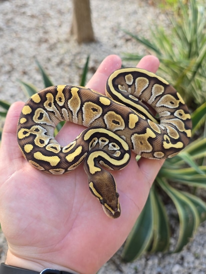 Lesser DH Sunset Ultramel Ball Python by Morph Jungle