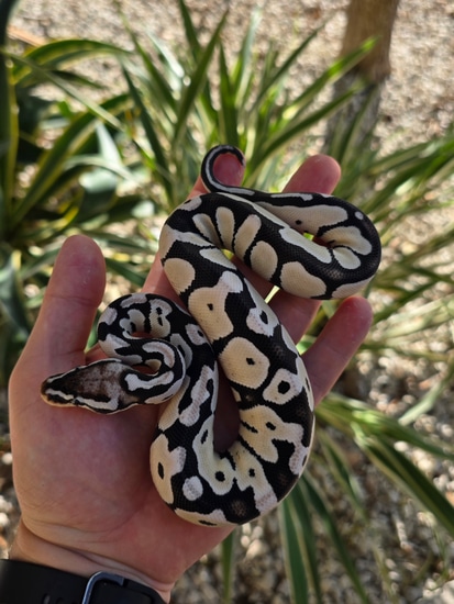 Mario Pastel DG VPI Axanthic Ball Python by Morph Jungle
