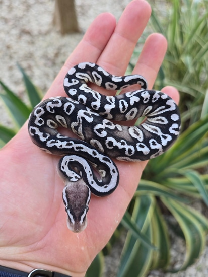 Pastel GHI Cypress VPI Axanthic Ball Python by Morph Jungle