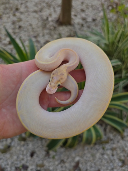 Ivory DG Het Pied Ball Python by Morph Jungle