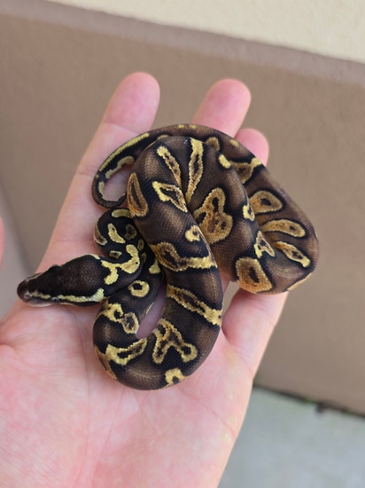 Pastel GHI Black Head Enchi Ball Python by Morph Jungle