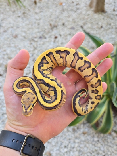 Redstripe Fire Leopard DG Ball Python by Morph Jungle