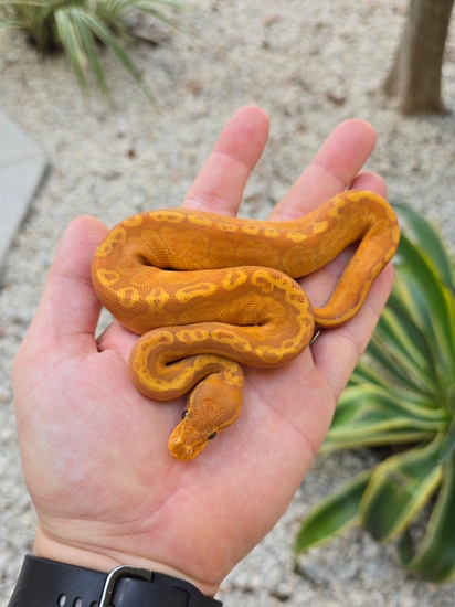 Sunset Ultramel Ball Python by Morph Jungle