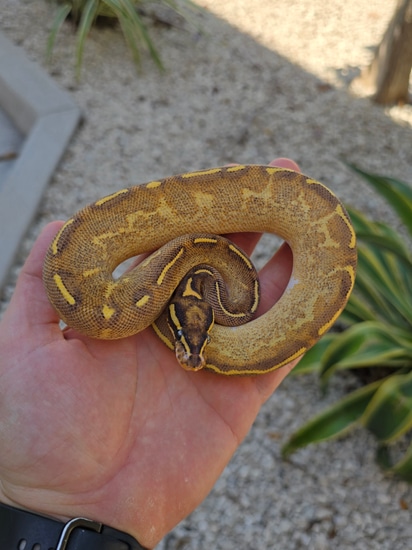 Enchi (Redstripe) Freeway Ball Python by Morph Jungle