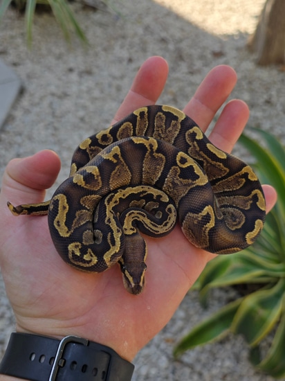 GHI Vanilla Het Sunset Ball Python by Morph Jungle