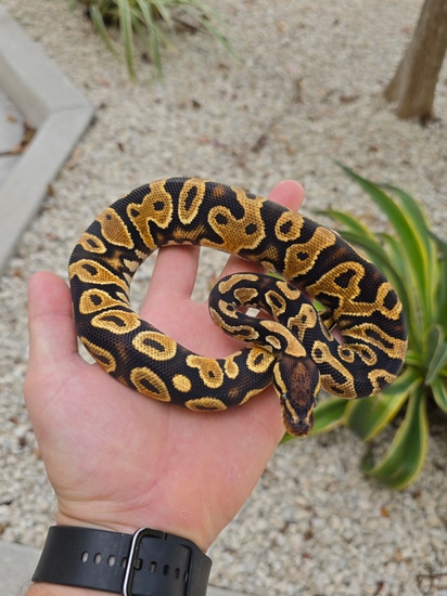 OD YB Het Ultramel Ball Python by Morph Jungle