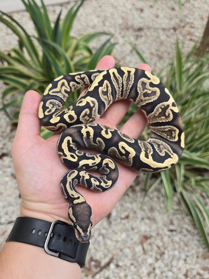 GHI DG Het Sunset Ball Python by Morph Jungle