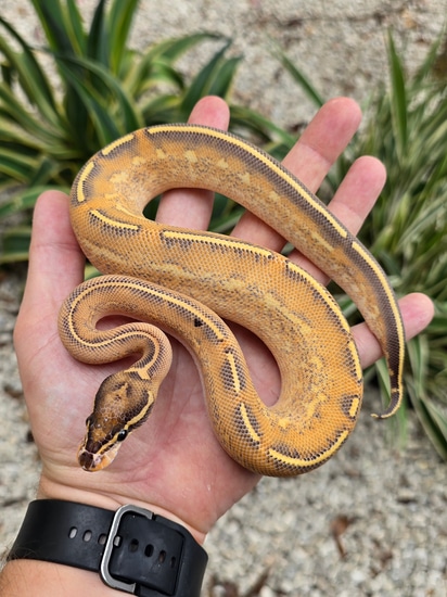Fire Freeway Ball Python by Morph Jungle