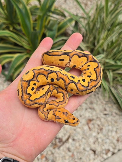 Redstripe DG Clown Het Hypo Ball Python by Morph Jungle